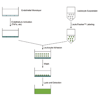 96-Well Leukocyte Endothelium Adhesion Assay
