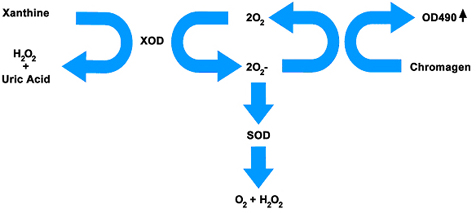 Superoxide Dismutase (SOD) Activity Assay