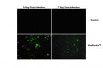 AAV Transduction | Cell Biolabs, Inc.