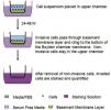Cell Invasion Assay Kit - Matrigel Invasion Assay | Cell Biolabs | Cell ...