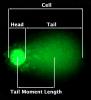 Comet Assay Kits, 3-Well | Cell Biolabs, Inc.